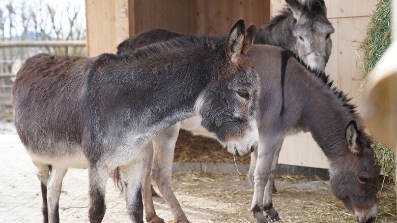 Unsere Esel brauchen einen trockenen Auslauf - Viele schaffen mehr
