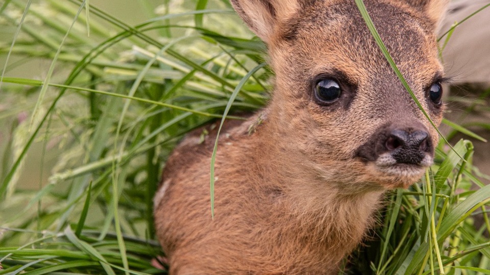 D*A*N*K*E*S*C*H*Ö*N - Rehkitzrettung mit Drohne - Viele schaffen mehr