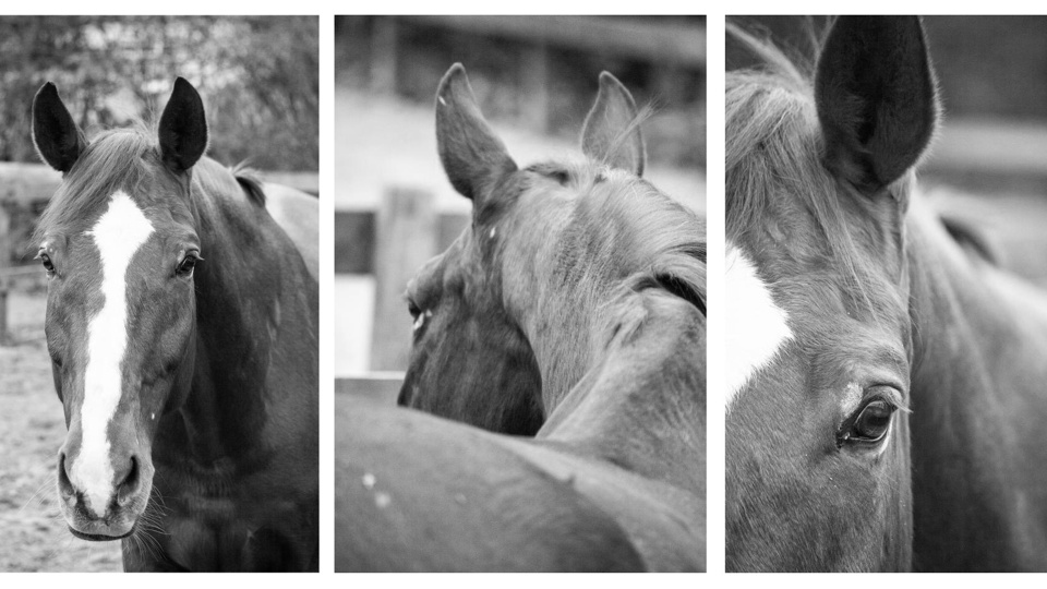 Wir haben Dormilon verloren, aber die Behandlungskosten bleiben ...