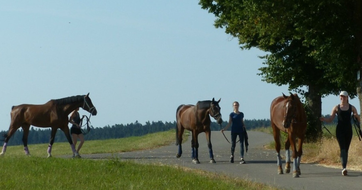 Voltigierpferde für den Voltigier- und Pferdesportverein Cevalo - Viele ...