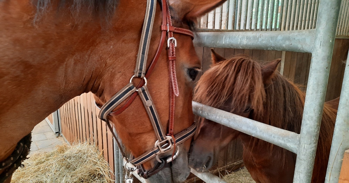 Neues Therapiepony für die Pferde für's Leben Böhm gGmbH - Viele ...