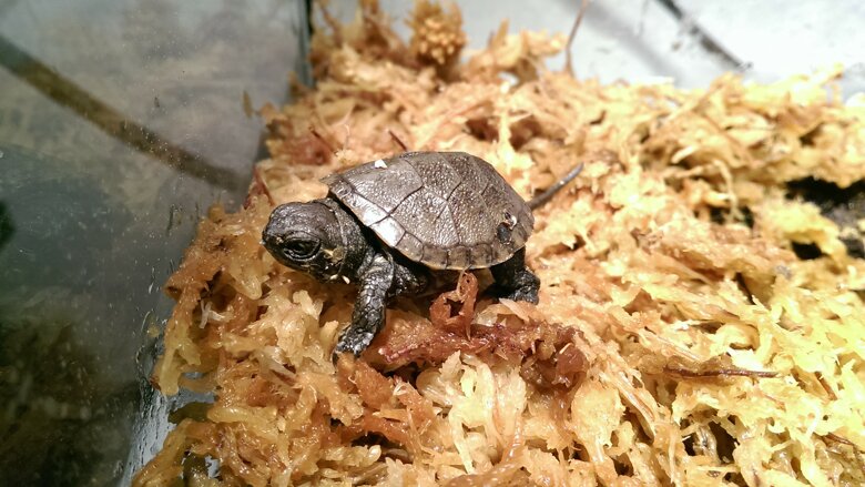 Zaun für gestrandete Schildkröten - Viele schaffen mehr