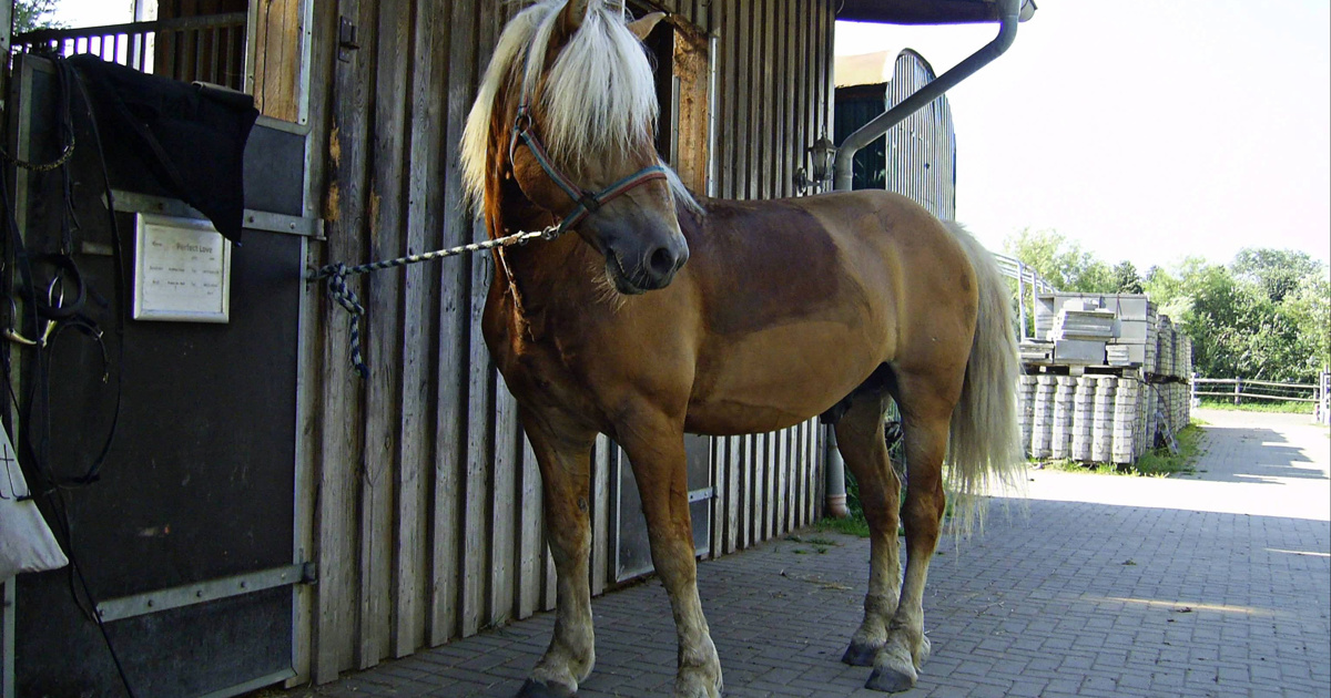 „Pferde erleben- Kinder mit Pferden stark machen“ - Viele schaffen mehr