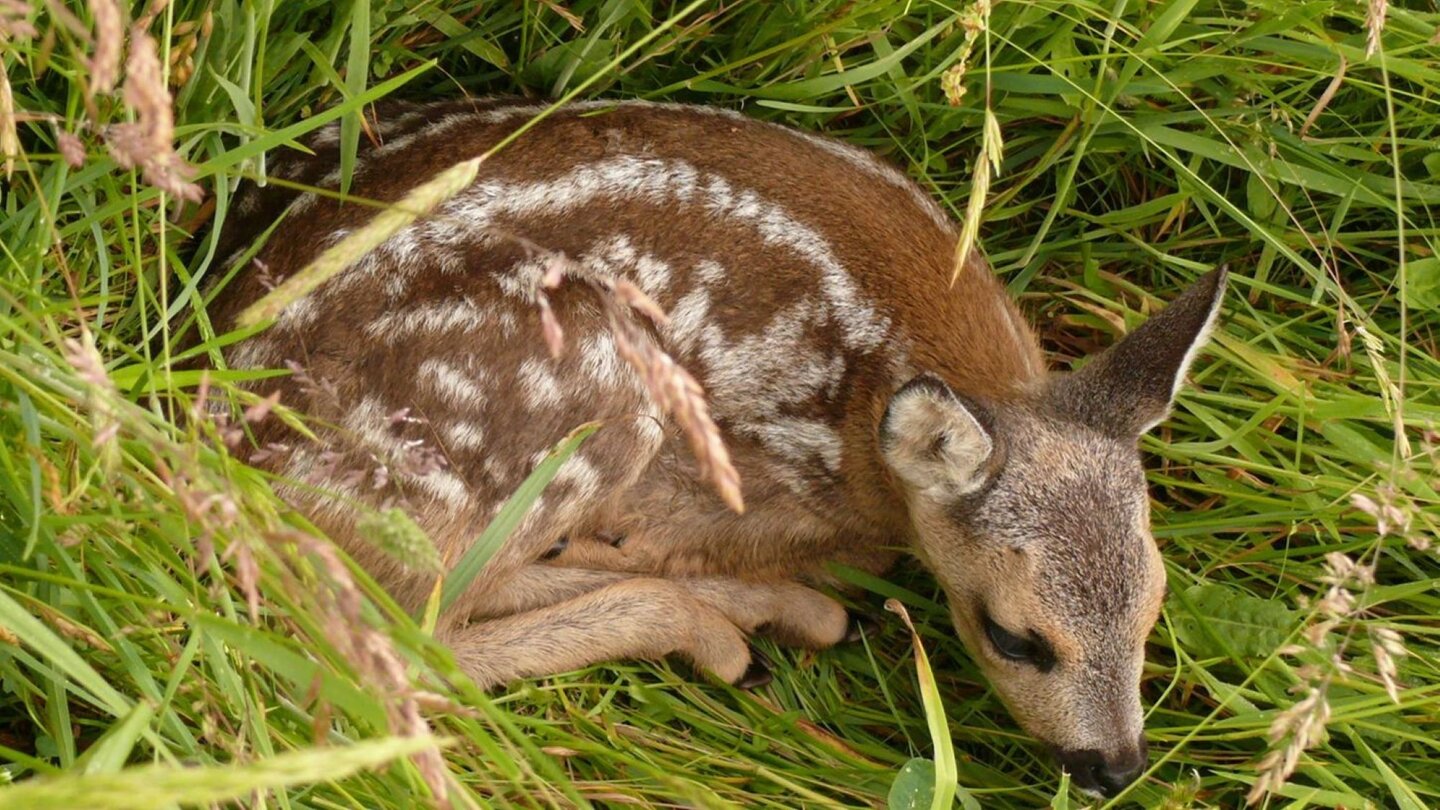 Rehkitzrettung durch Wärmebilddrohne - Viele schaffen mehr