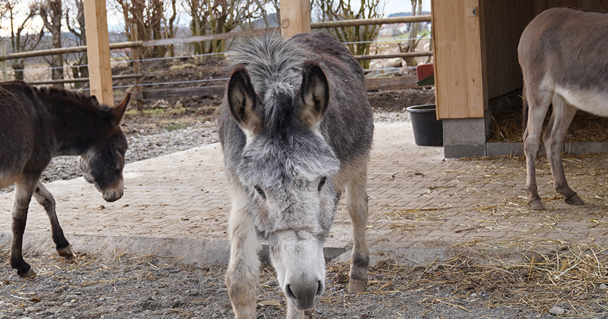 Unsere Esel brauchen einen trockenen Auslauf - Viele schaffen mehr